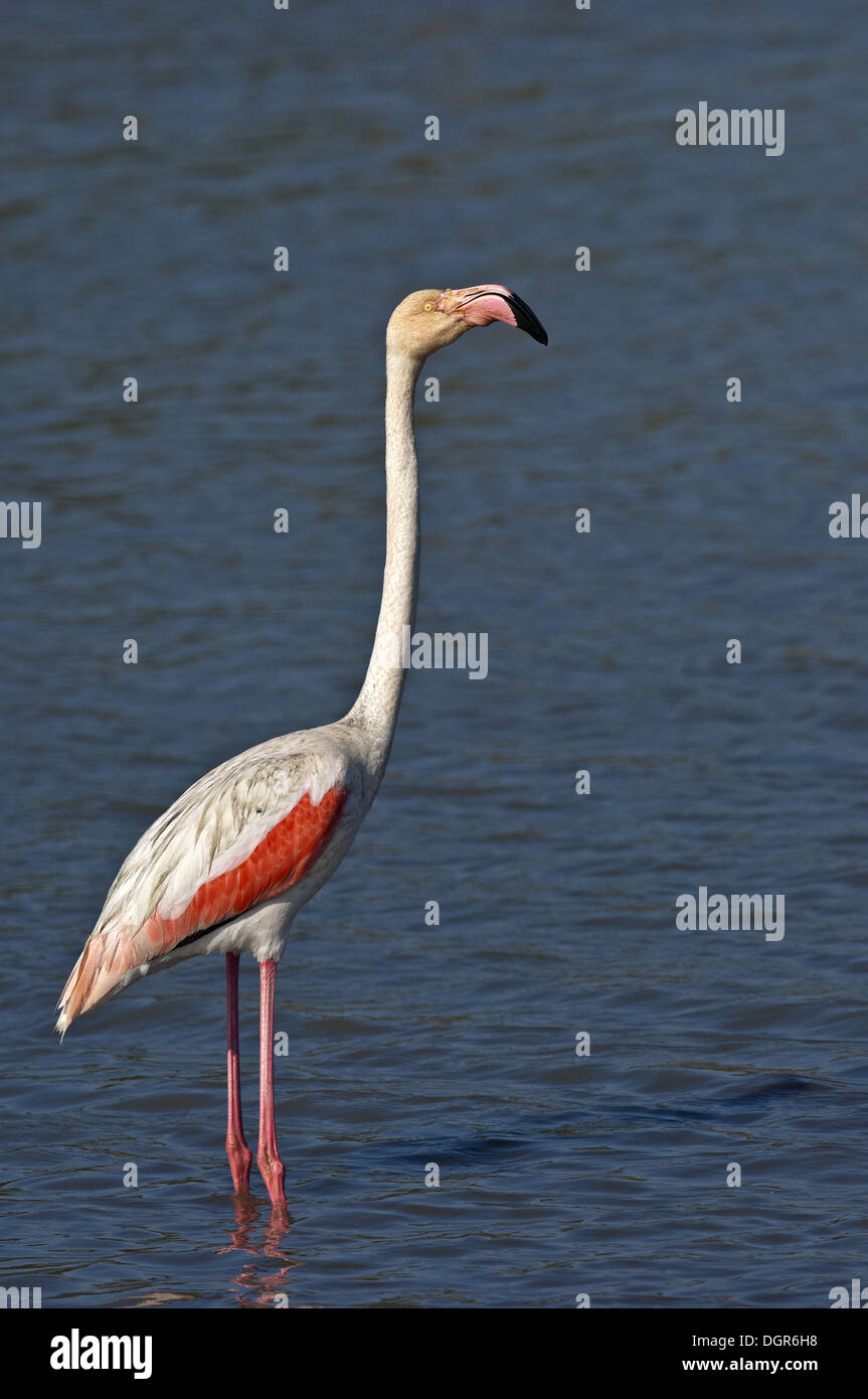 French flamingo hi-res stock photography and images - Alamy