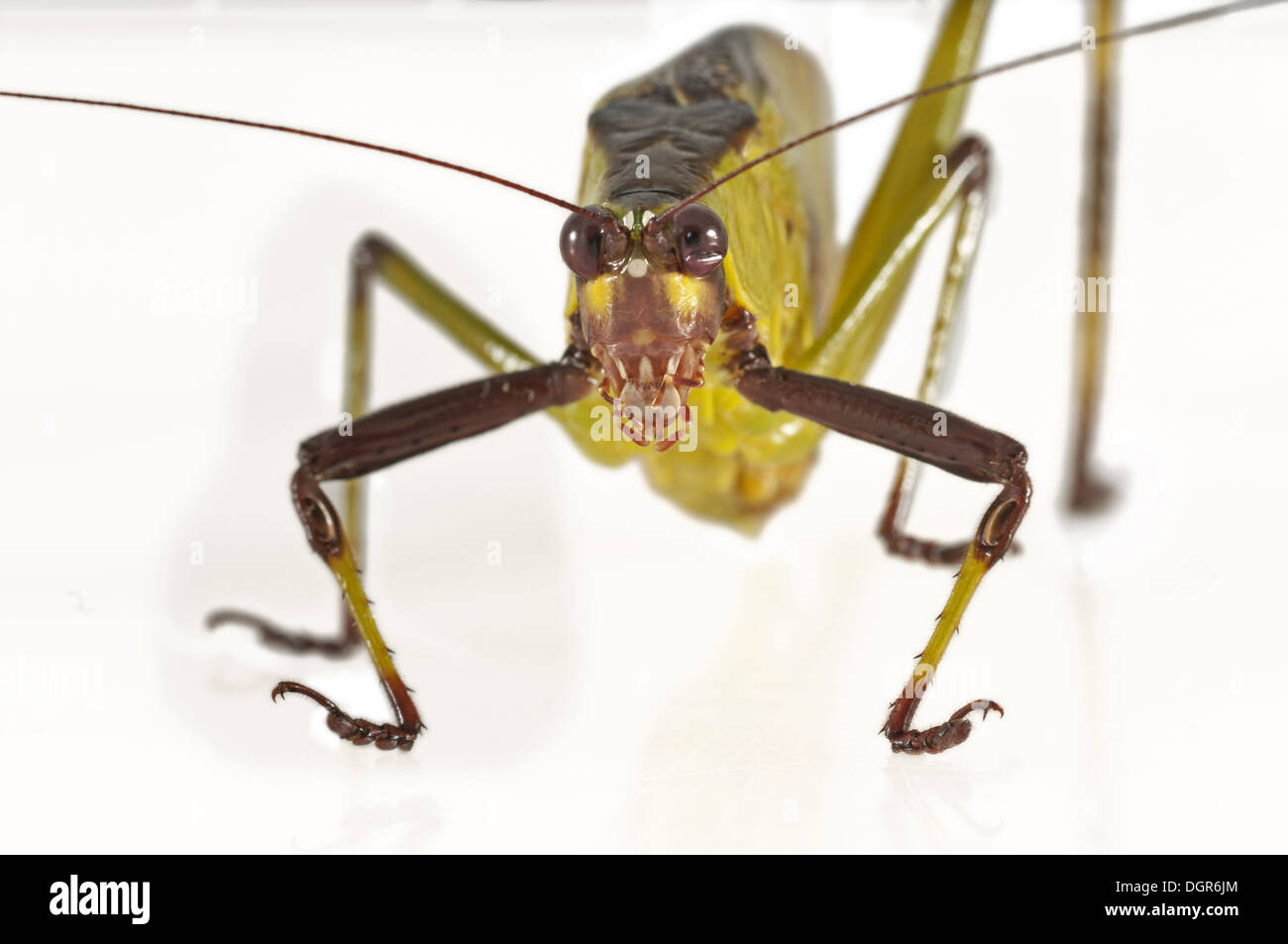 Katydid amazon hi-res stock photography and images - Alamy