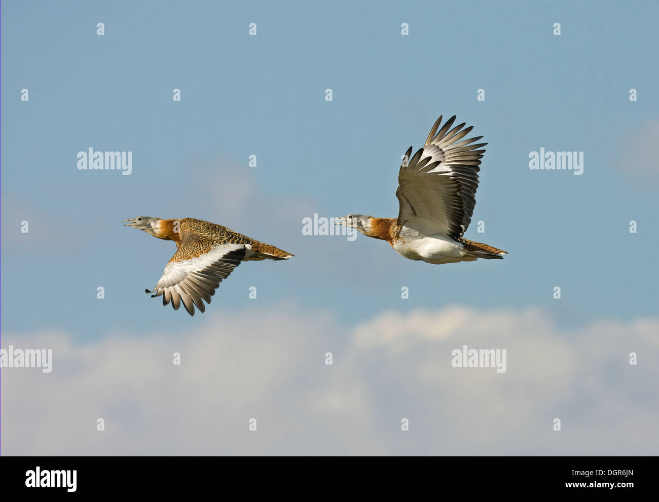 Great Bustard, Otis tarda, male in flight Stock Photo - Alamy