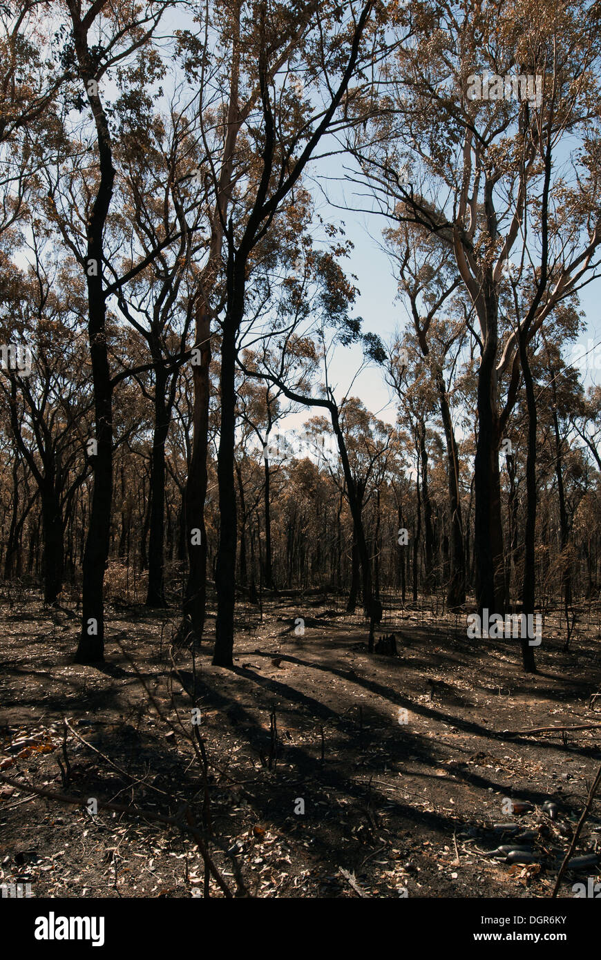 Desolate forest after fire hi-res stock photography and images - Alamy
