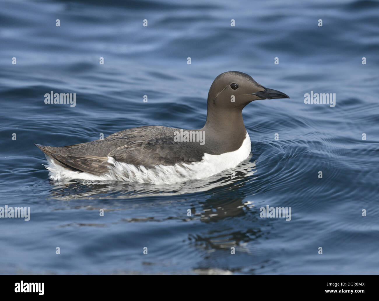 Uria aalge hi-res stock photography and images - Alamy