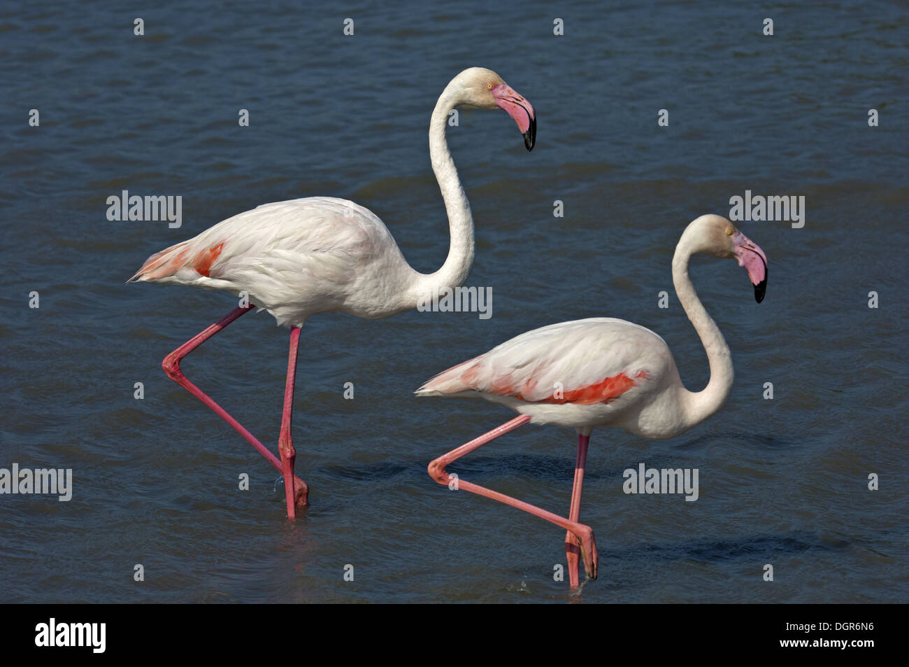 Two flamingos hi-res stock photography and images - Alamy
