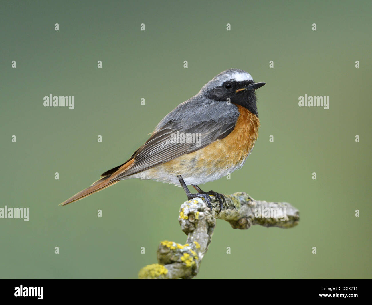 Male common redstart hi-res stock photography and images - Alamy