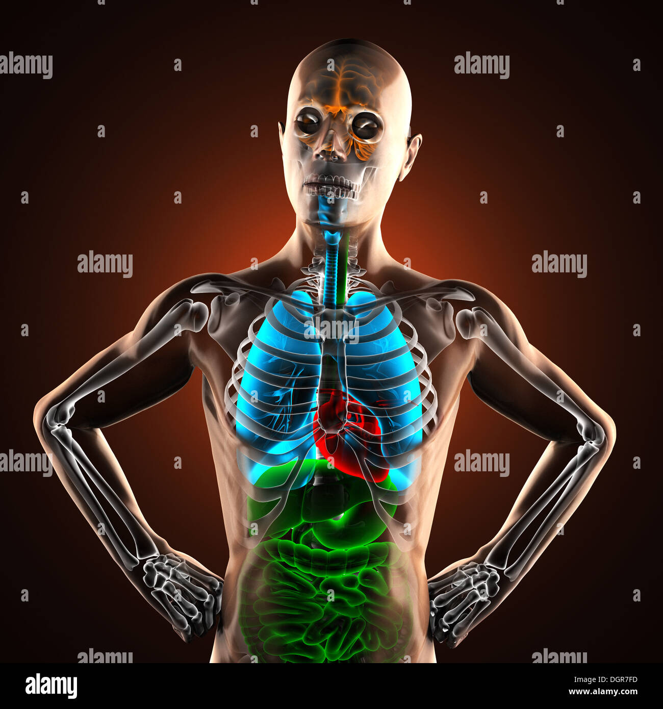 human entrails radiography scan Stock Photo - Alamy