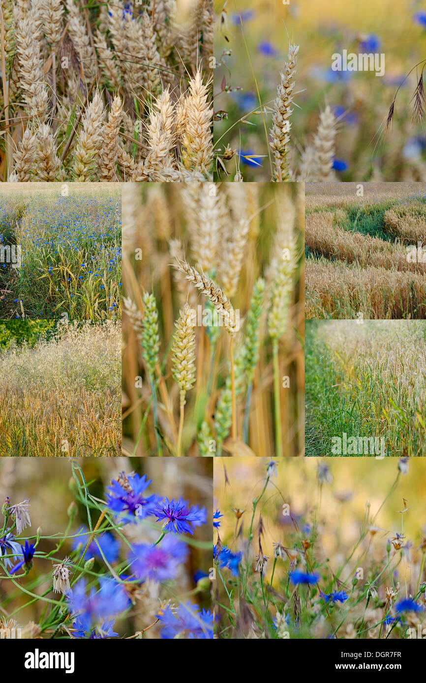 Farm collage hi-res stock photography and images - Alamy