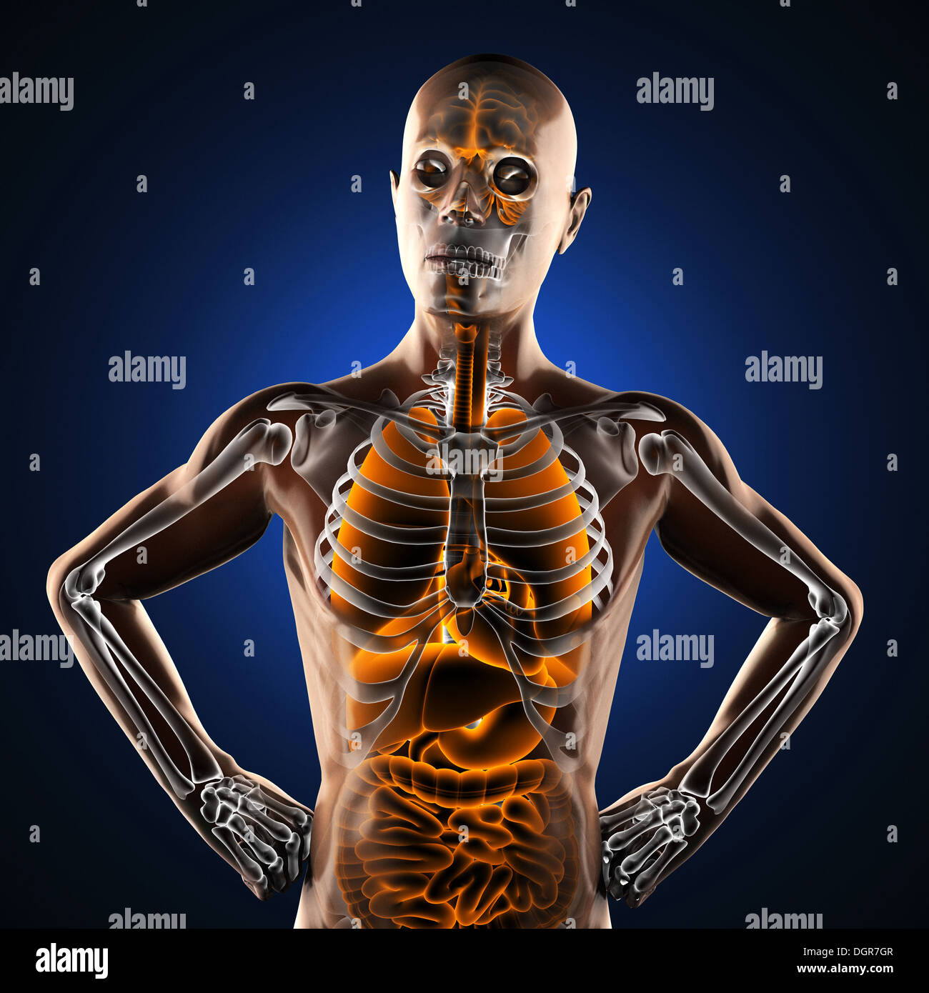 Human Entrails Radiography Scan High Resolution Stock Photography and ...