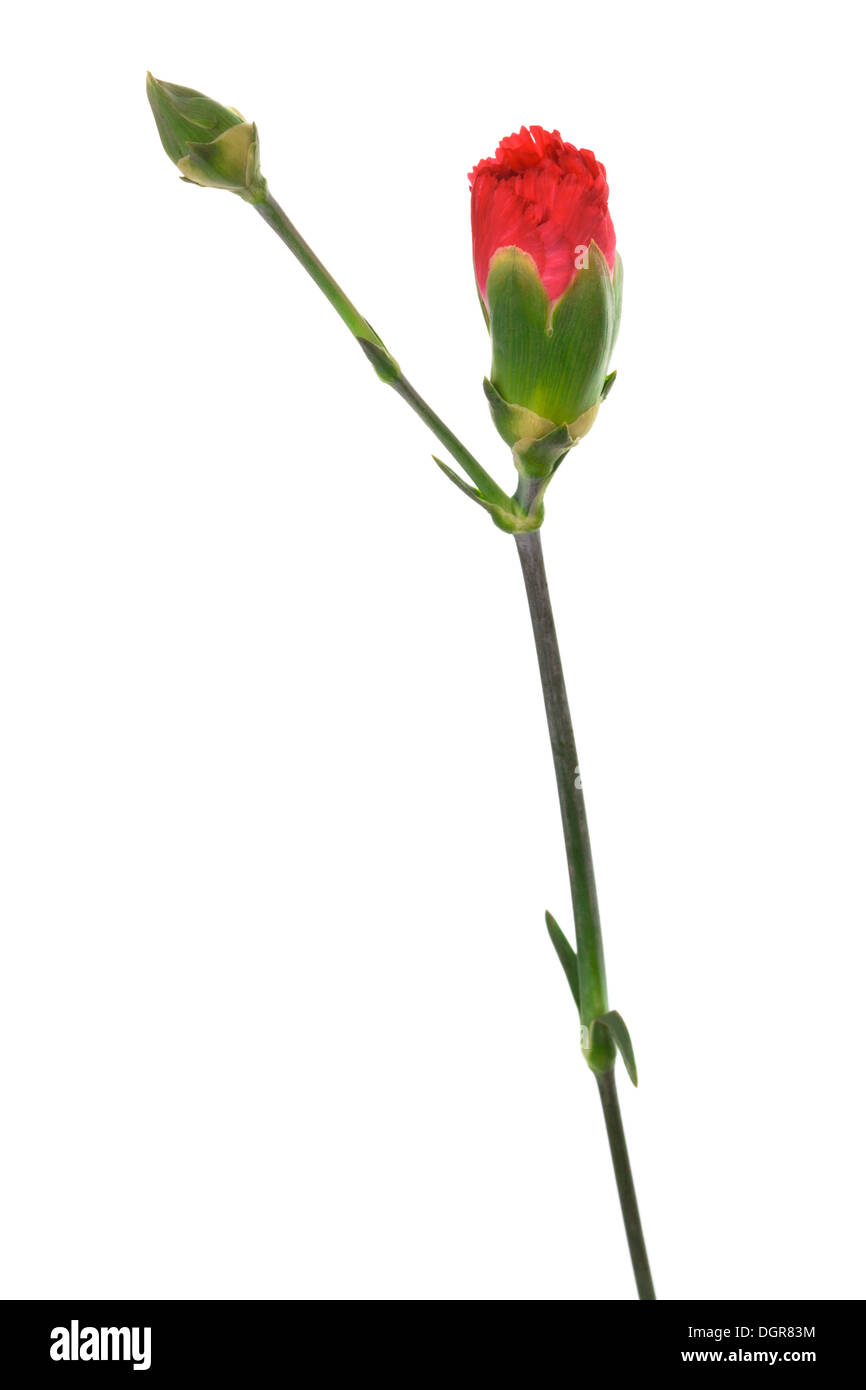bud red carnation Stock Photo - Alamy