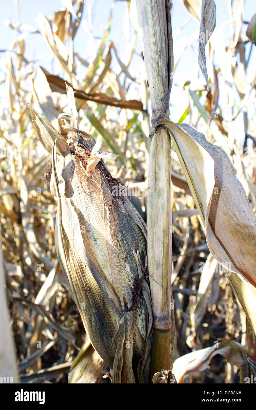 A closeup of a dry corn stalk Stock Photo - Alamy