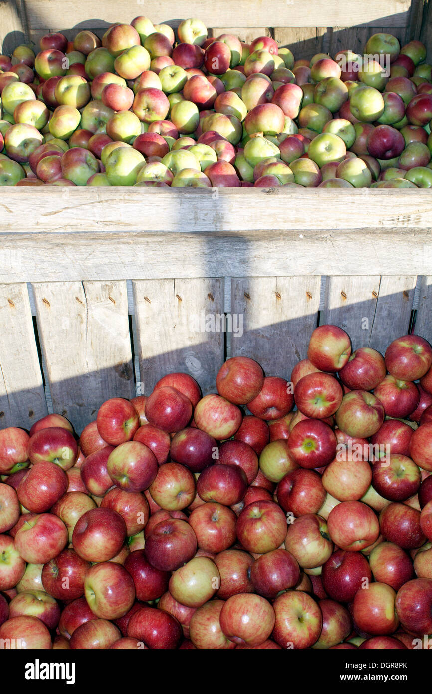 Wooden crates filled with apples during apple harvest season Stock ...