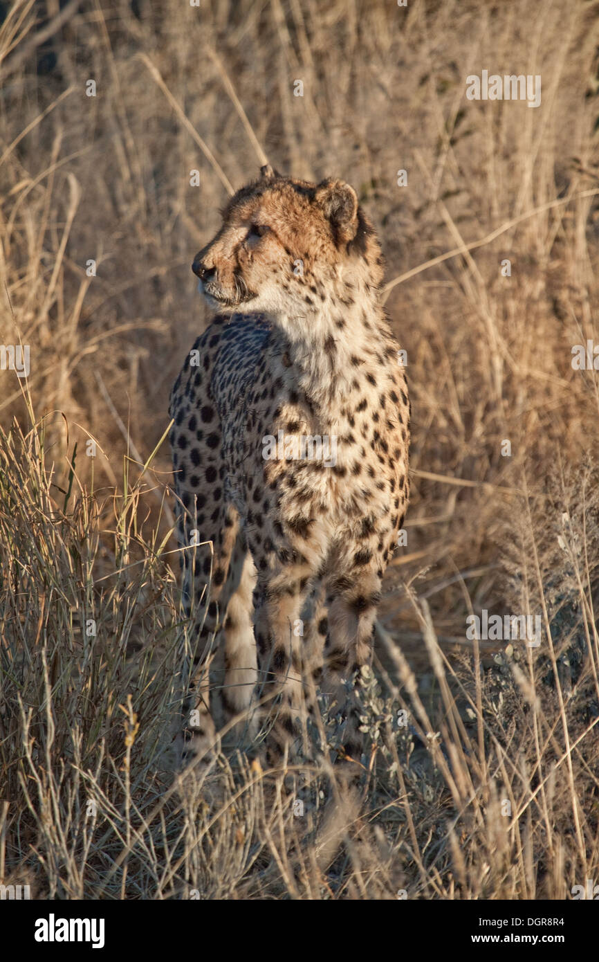 A cheetah in long grass Stock Photo - Alamy