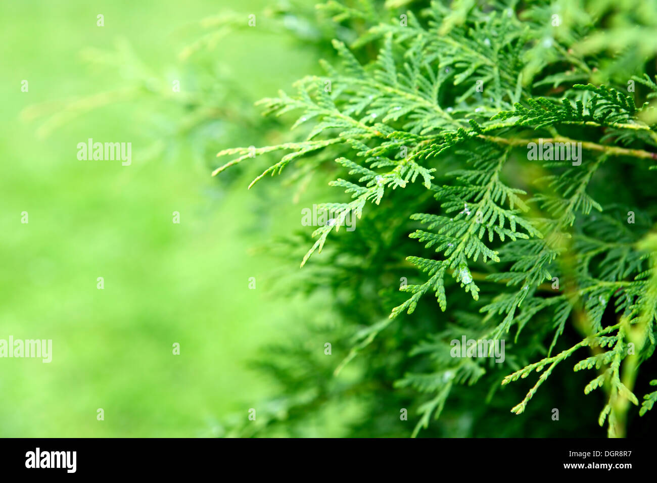 Greenery background hi-res stock photography and images - Alamy