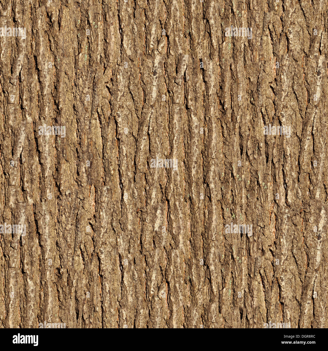 Elm tree bark hi-res stock photography and images - Alamy