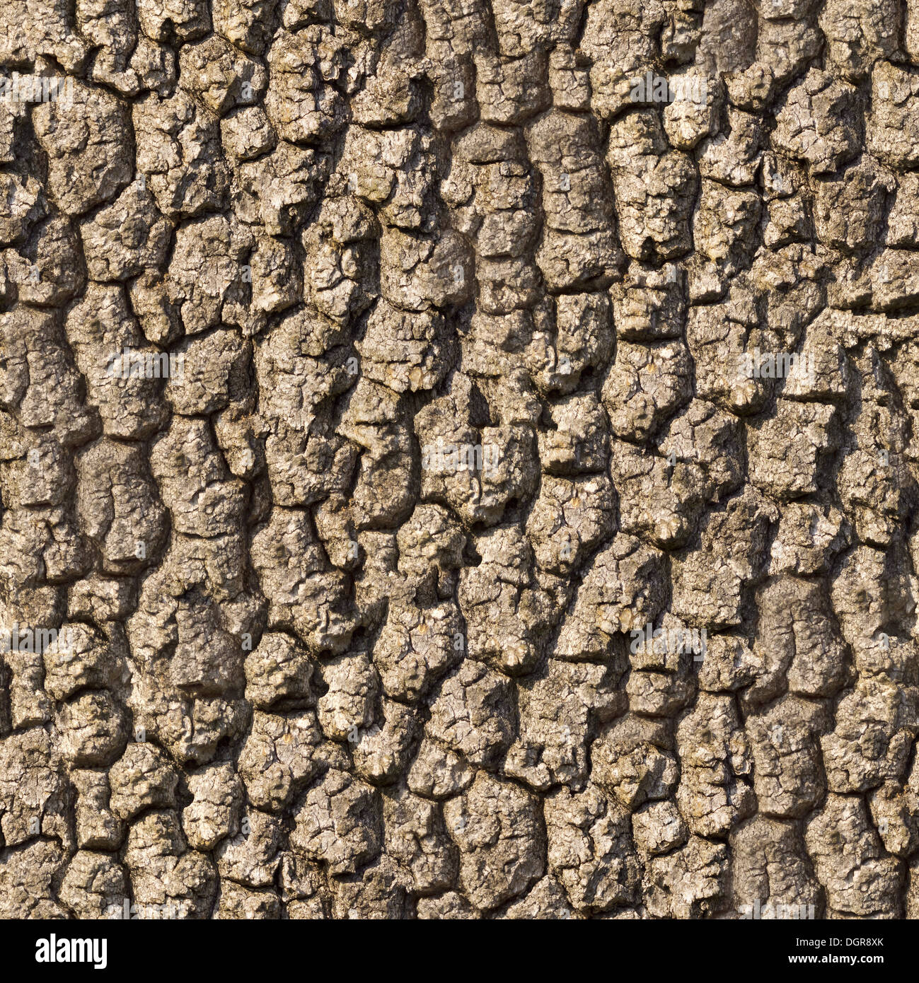 Seamless Oak Bark Texture