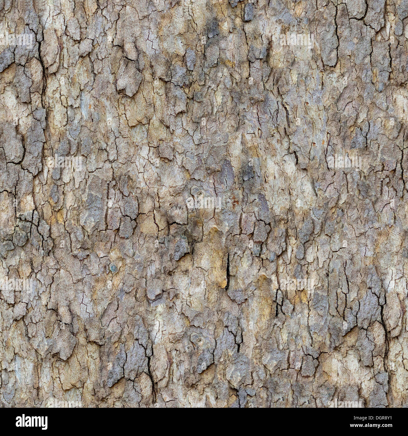 Maple Bark. Seamless Texture Stock Photo - Alamy