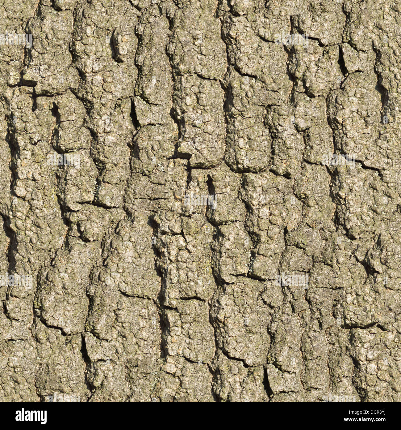 Bark oak hi-res stock photography and images - Alamy