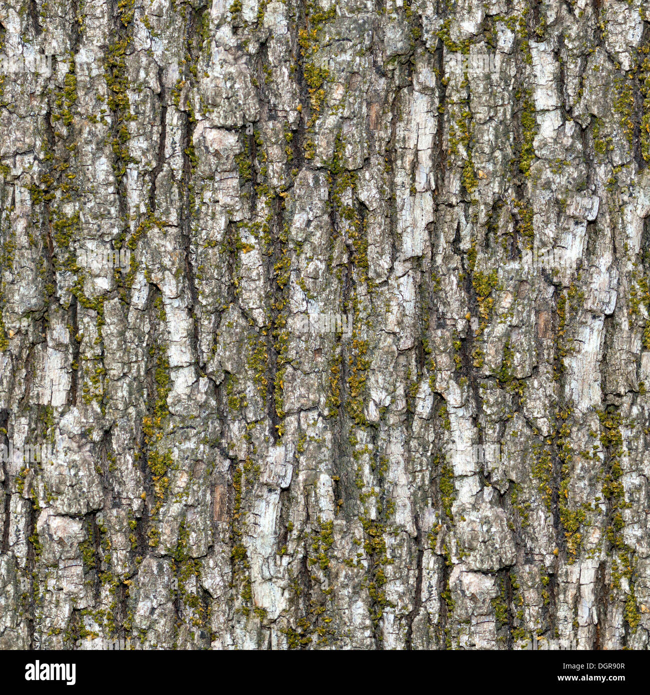 Bark. Seamless Texture Stock Photo - Alamy