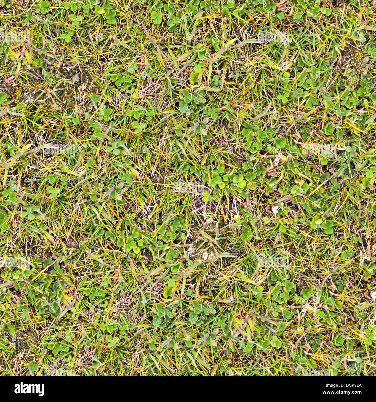 Grass. Seamless Texture Stock Photo - Alamy