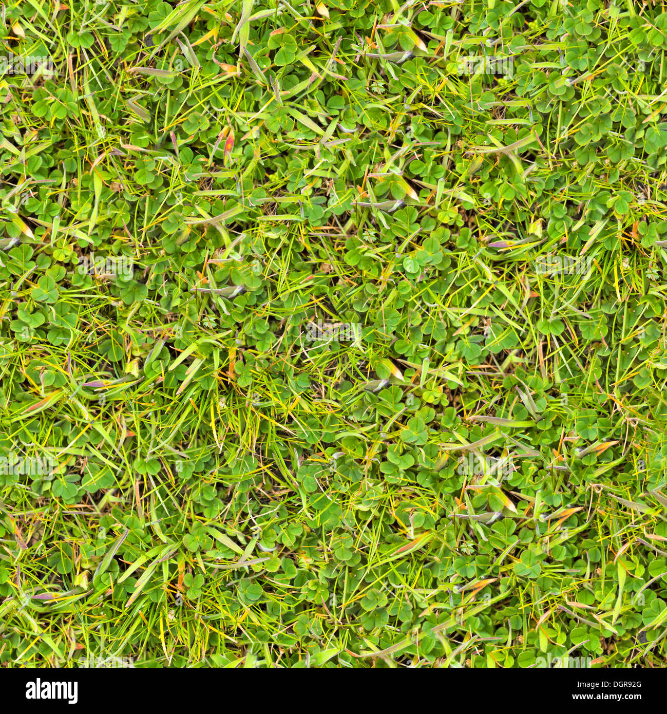 Green Grass. Seamless Texture Stock Photo - Alamy