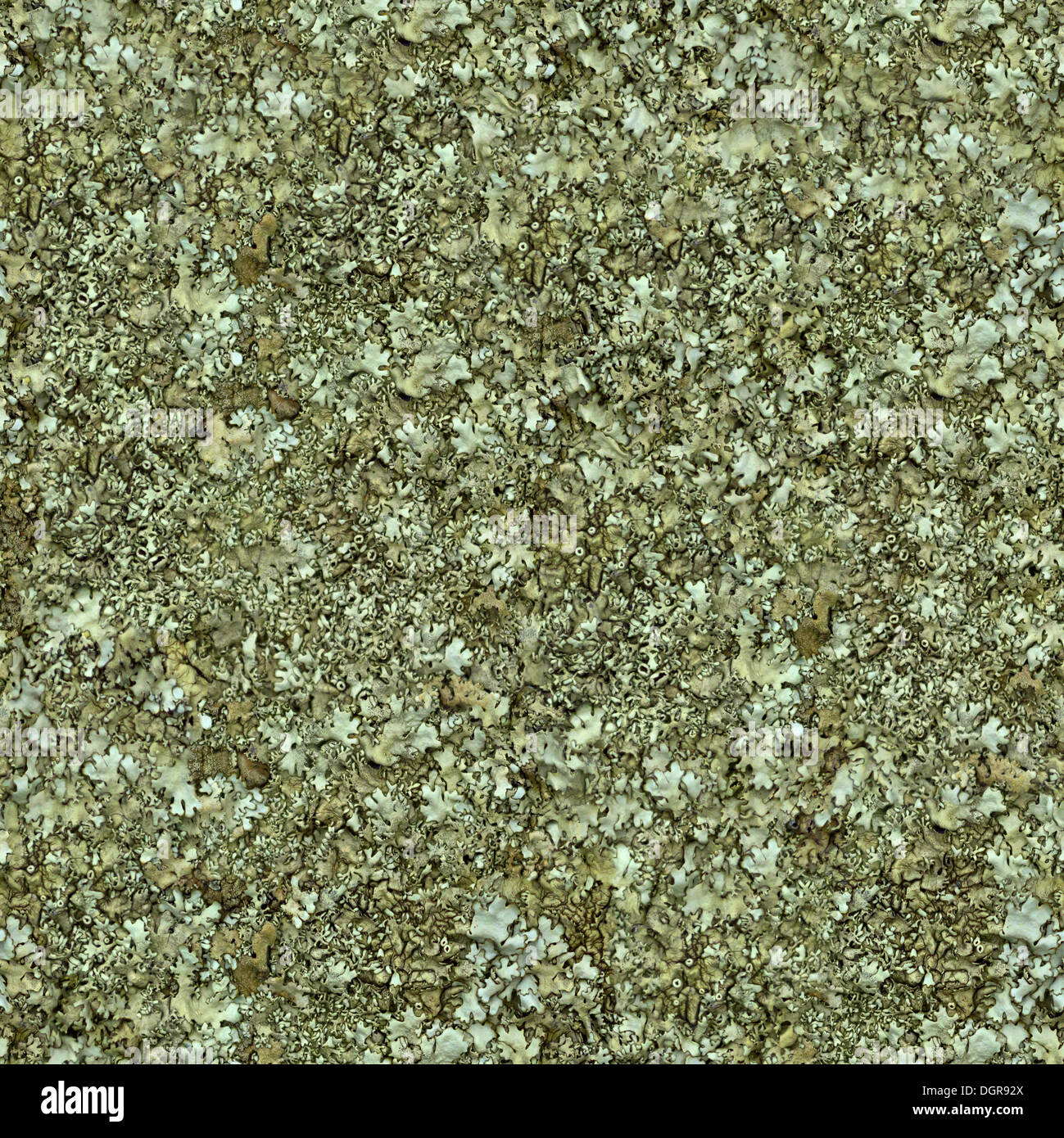 Moss Seamless Texture Stock Photo - Alamy