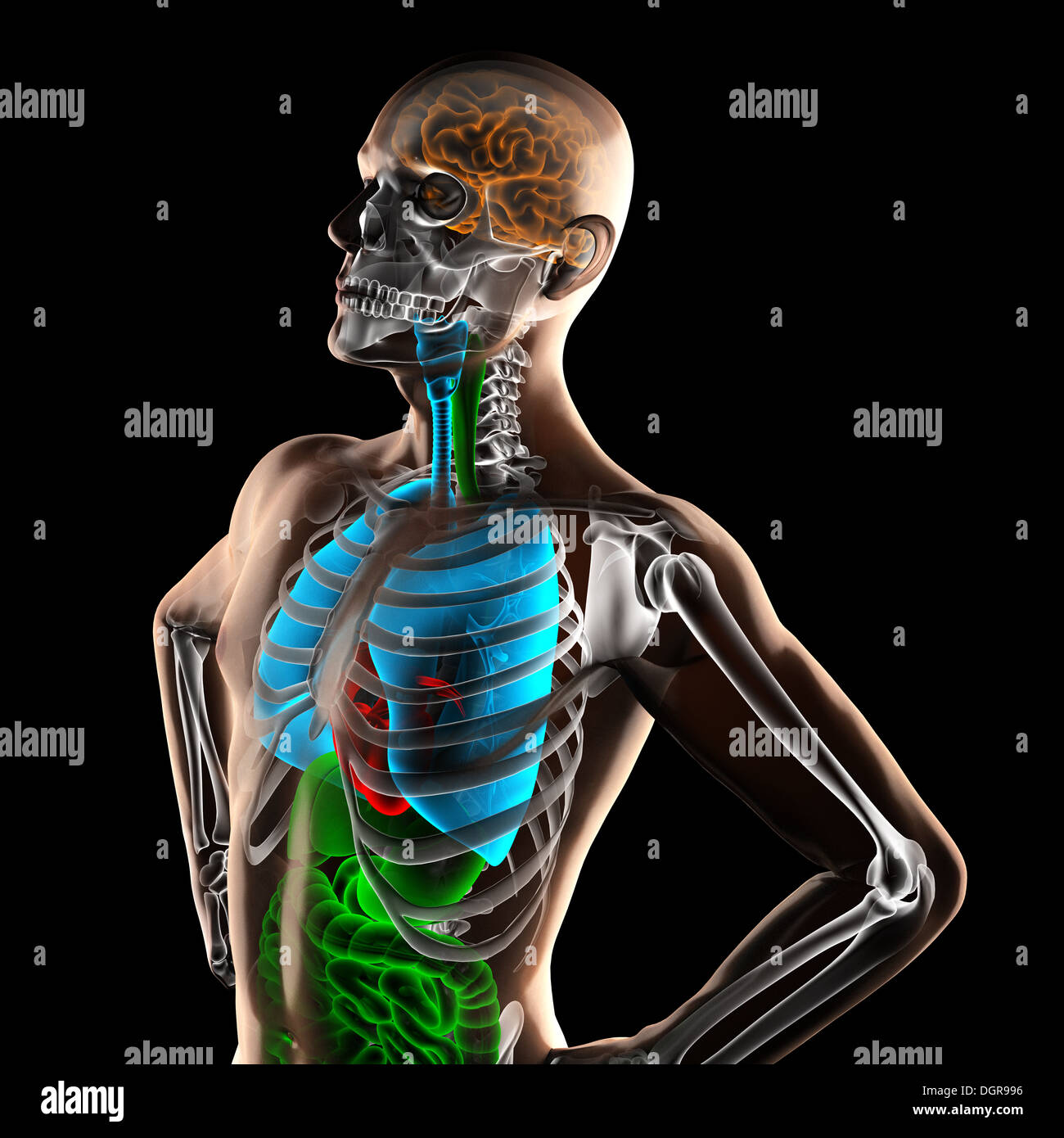 human entrails radiography scan Stock Photo - Alamy