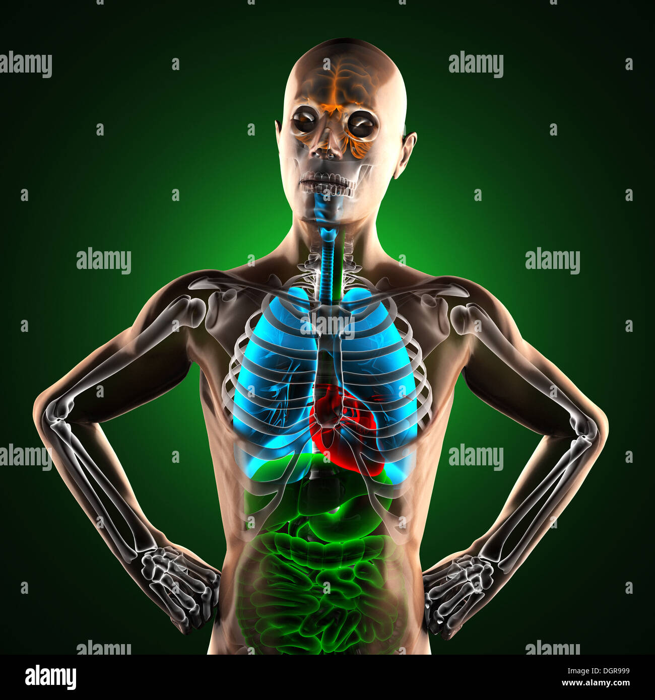 human entrails radiography scan Stock Photo - Alamy