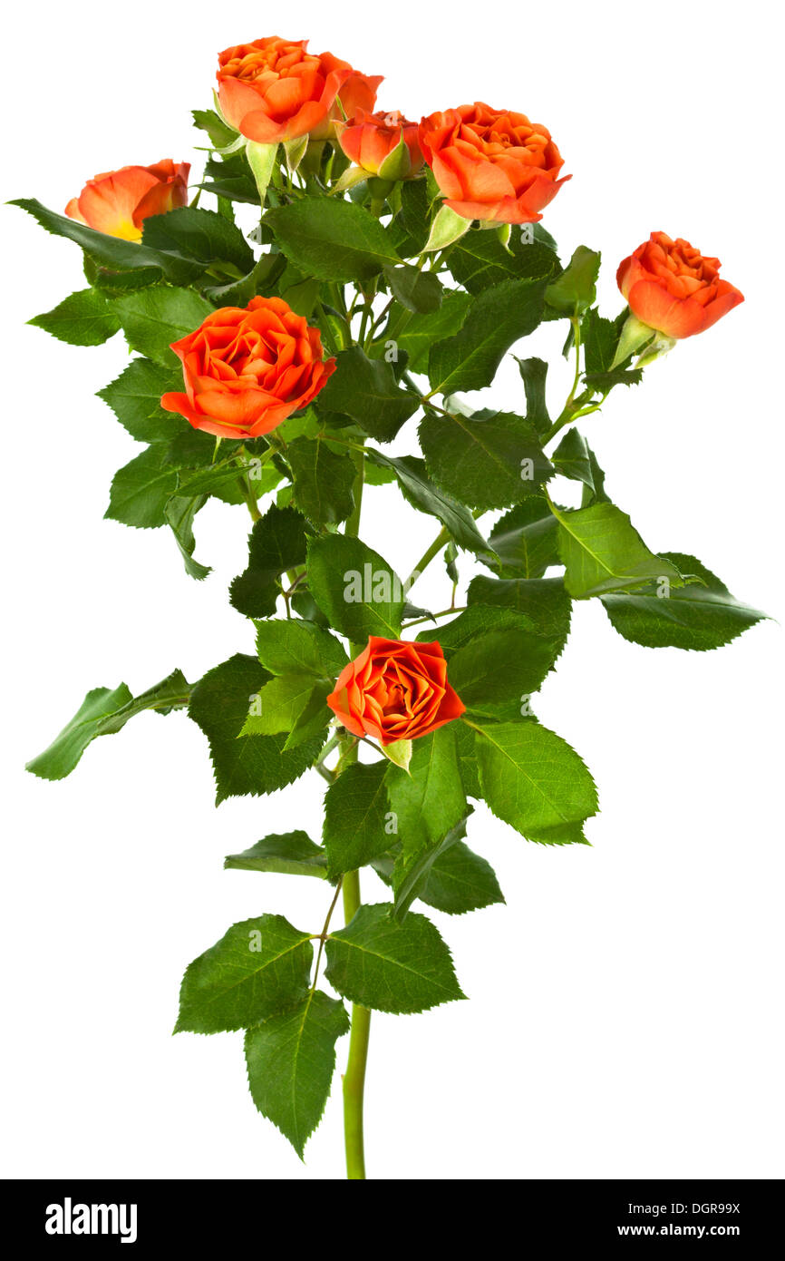 branch of roses Stock Photo - Alamy