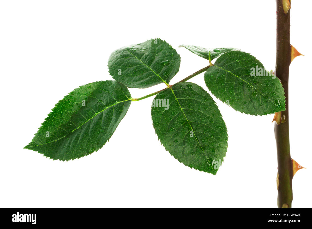 stem and leaf roses Stock Photo - Alamy