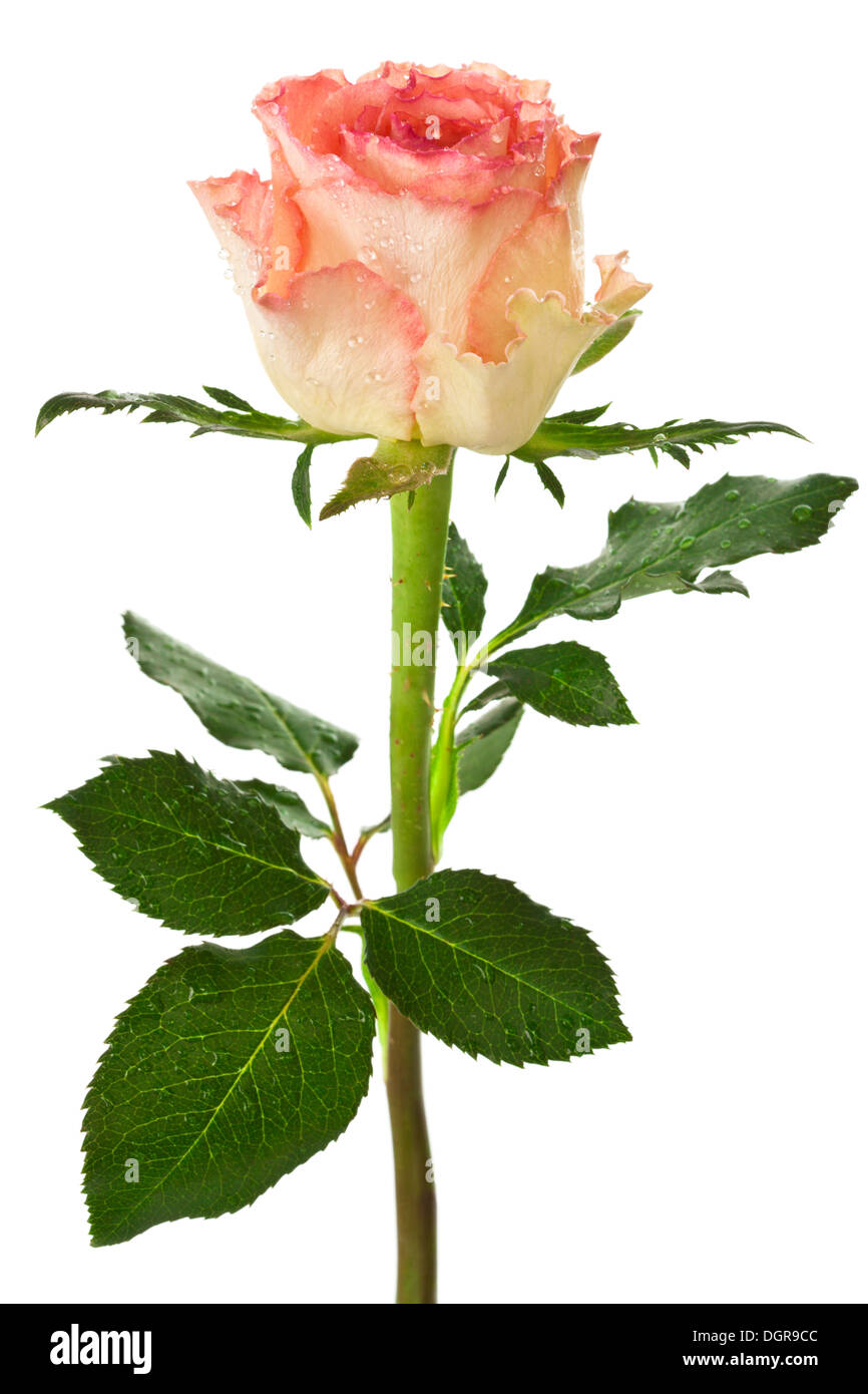 single beautiful rose Stock Photo - Alamy