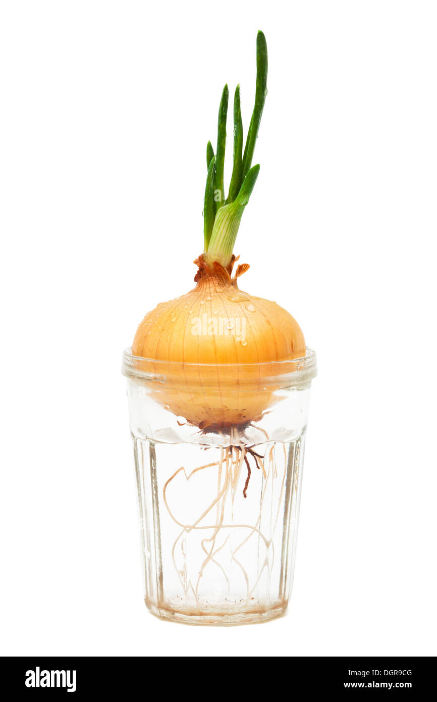 Onions in a glass Stock Photo - Alamy