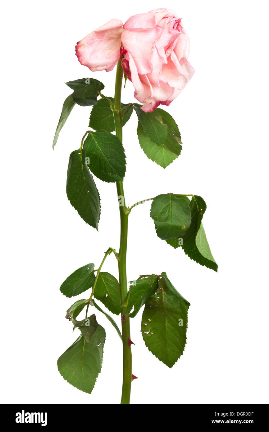 Faded pink roses hi-res stock photography and images - Alamy