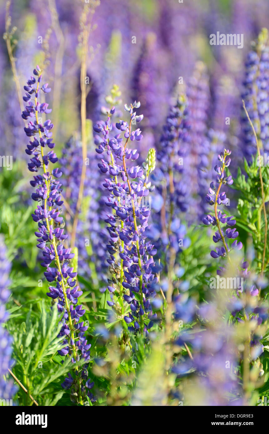 Flowers lupin in the field closeup Stock Photo - Alamy