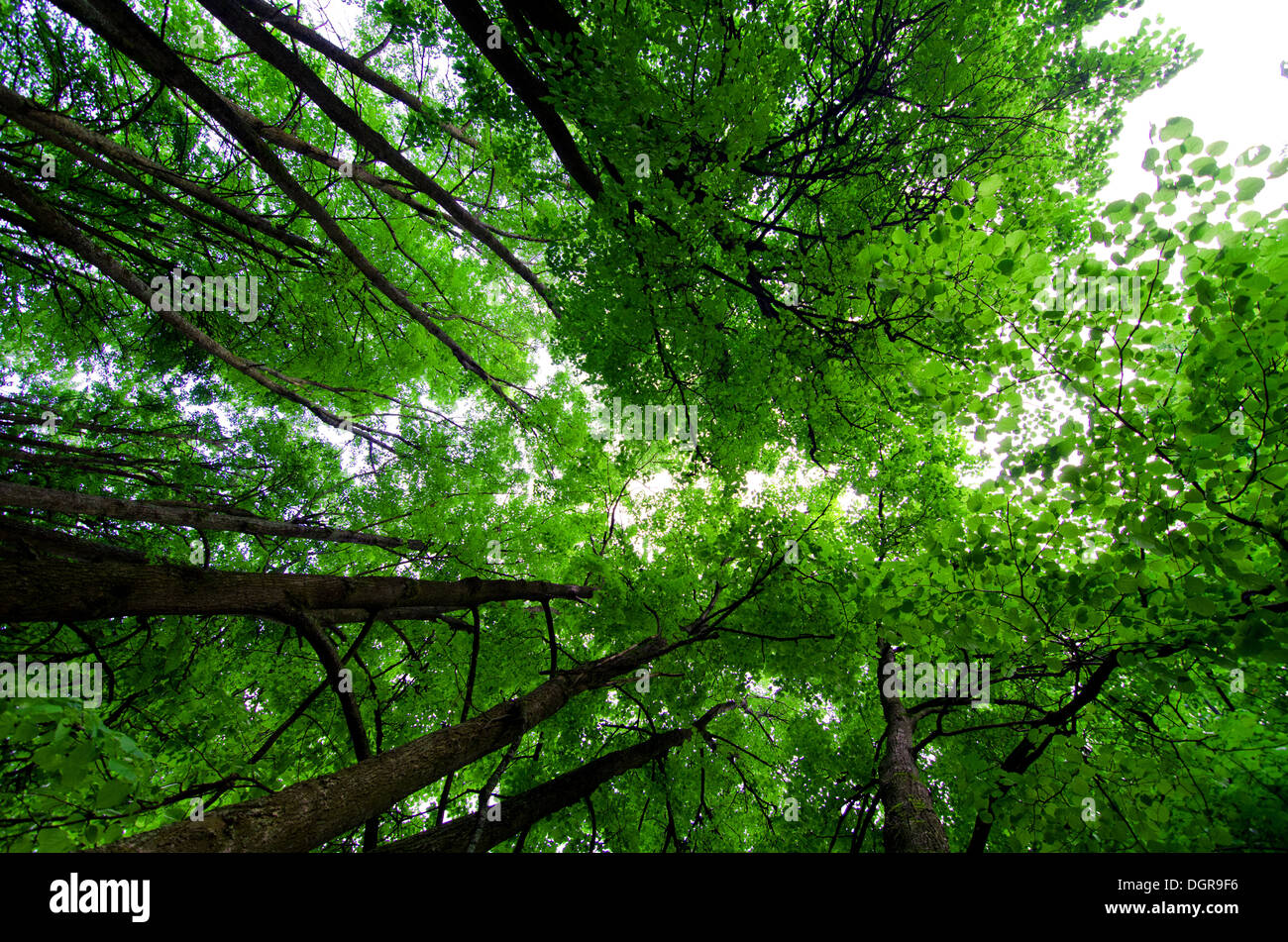 Crone wood hi-res stock photography and images - Alamy