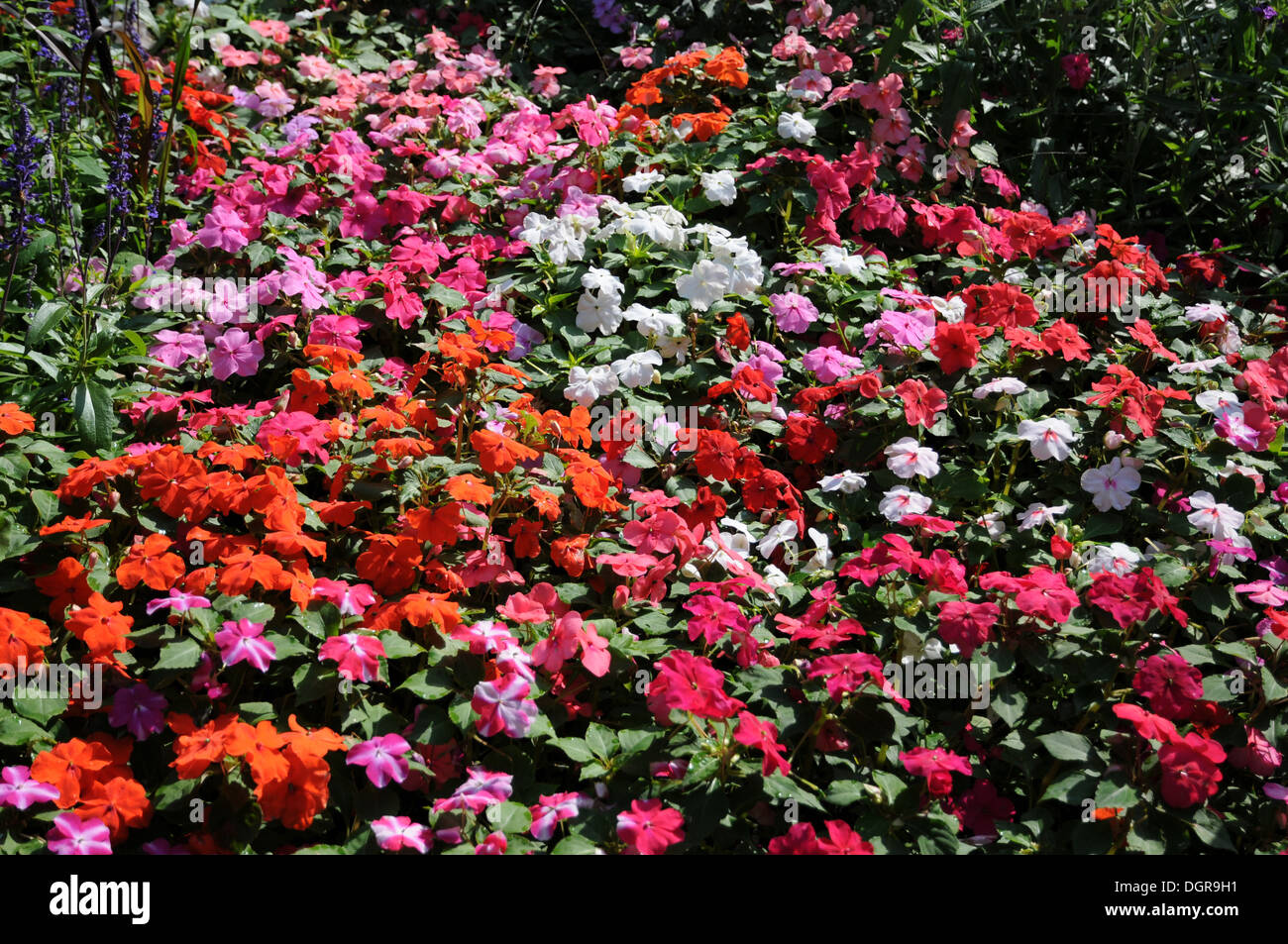 Busy lizzy hi-res stock photography and images - Alamy