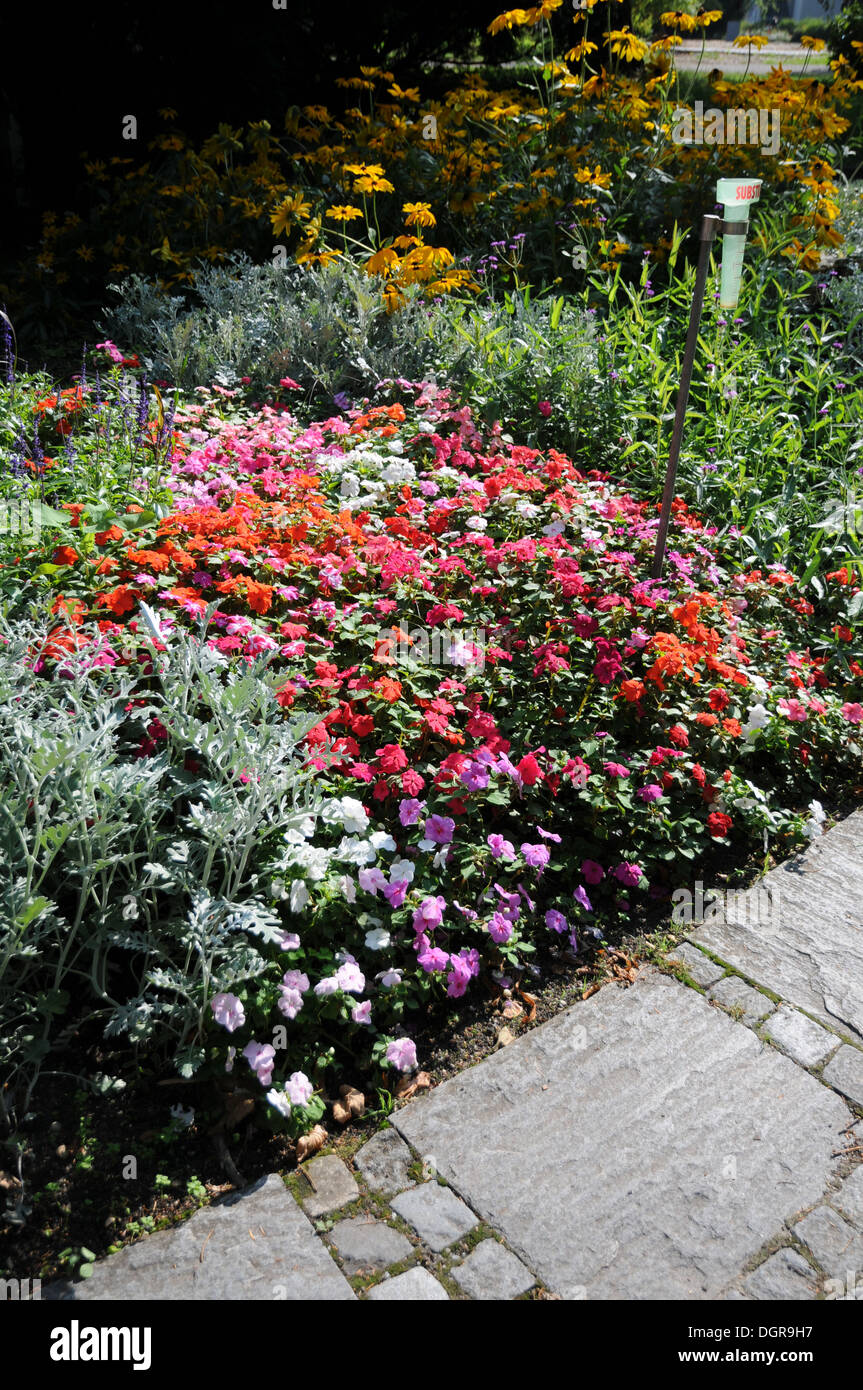 Lizzy flowers hi-res stock photography and images - Alamy