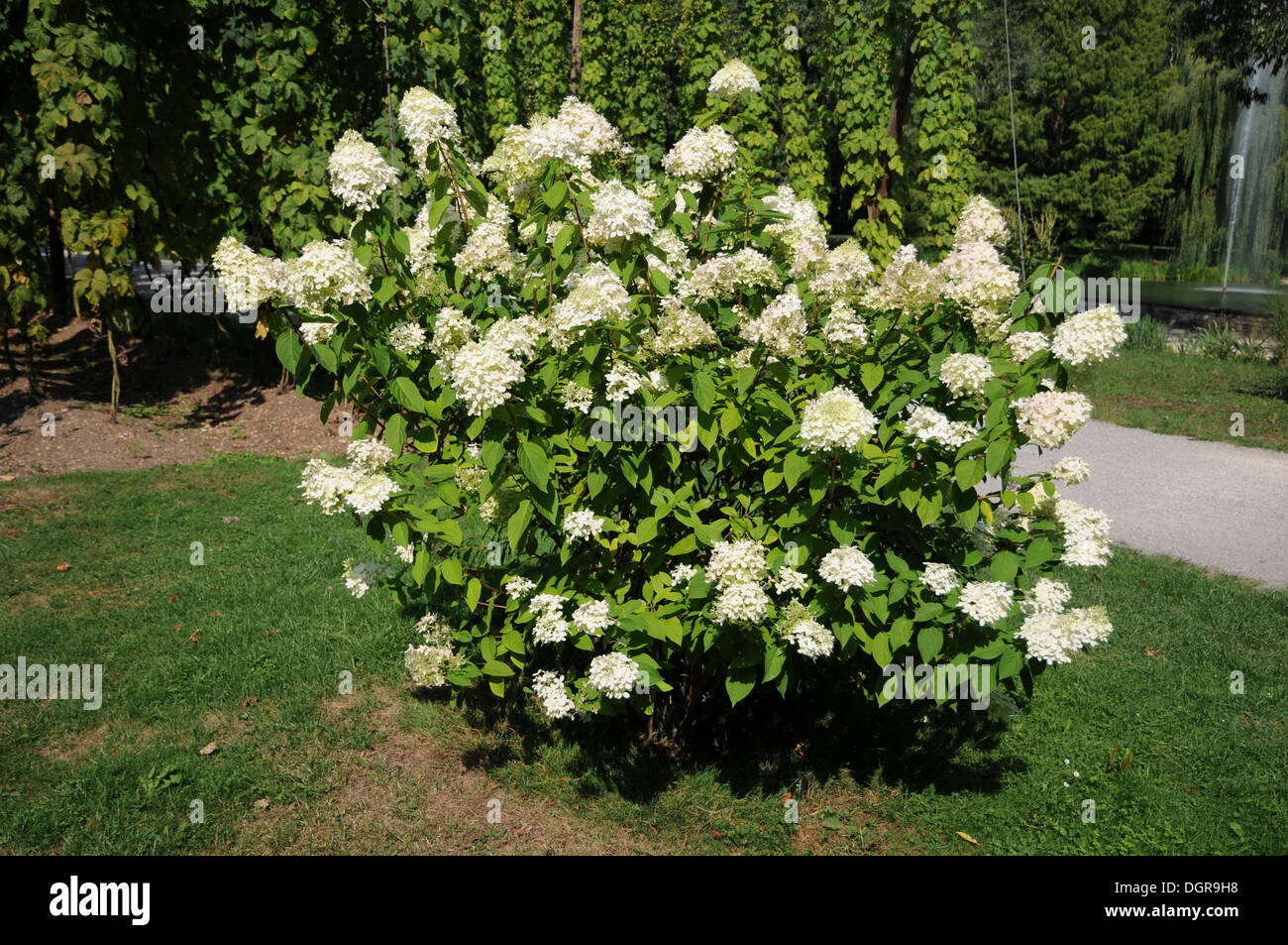 Hortensia panicled hi-res stock photography and images - Alamy