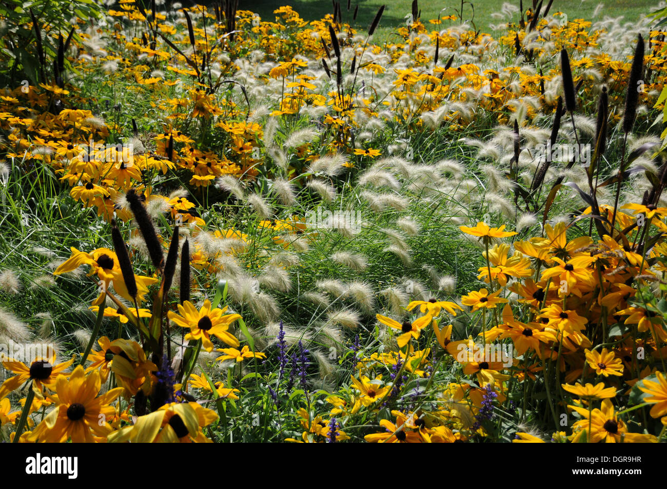 Feathertop fountain grass hi-res stock photography and images - Alamy