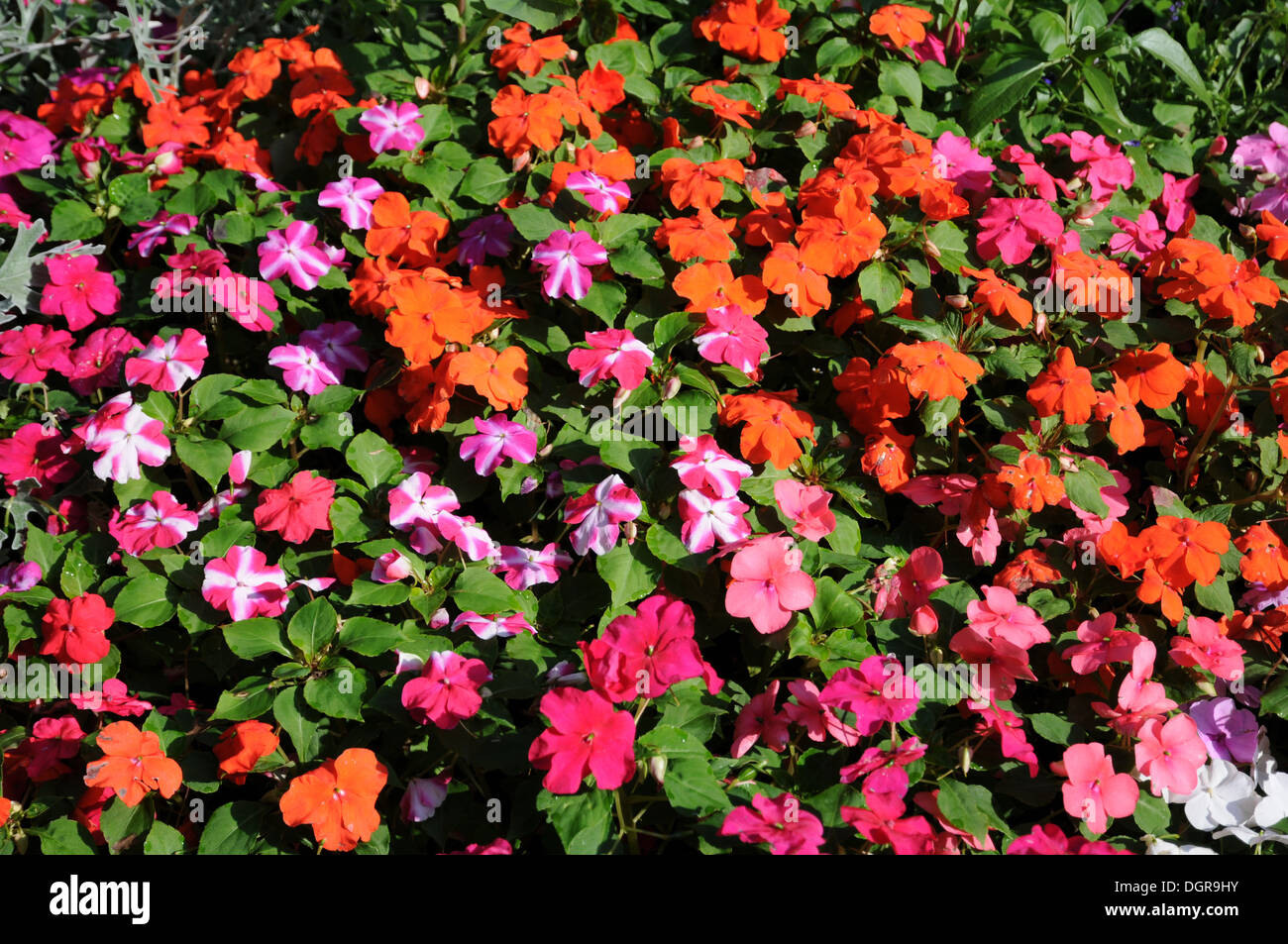 Busy lizzy impatiens walleriana hi-res stock photography and images - Alamy