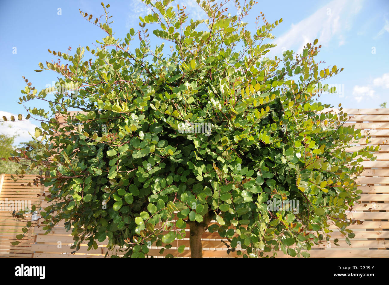 Carob tree hi-res stock photography and images - Alamy