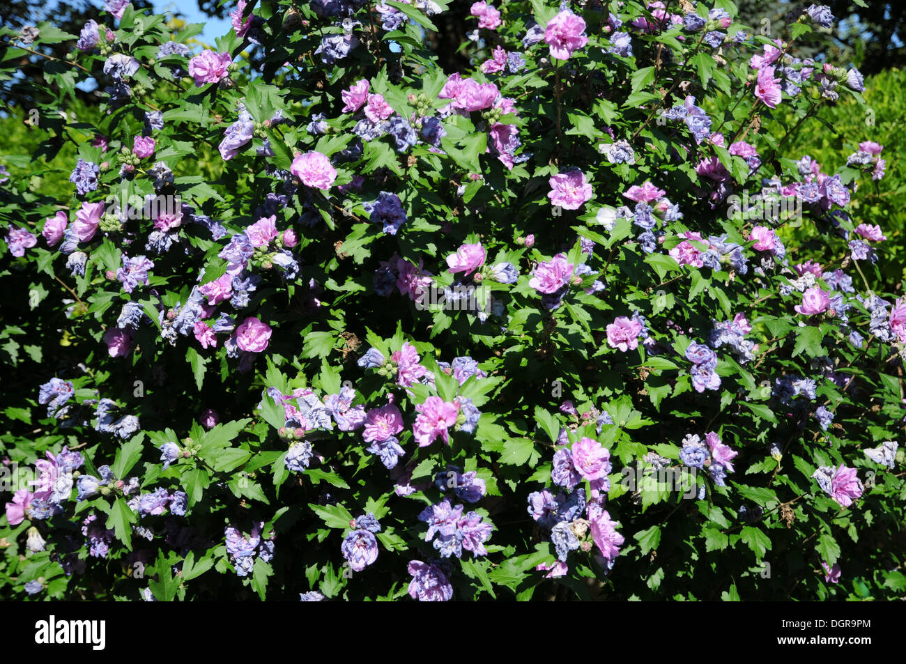 Shrub mallow hi-res stock photography and images - Alamy