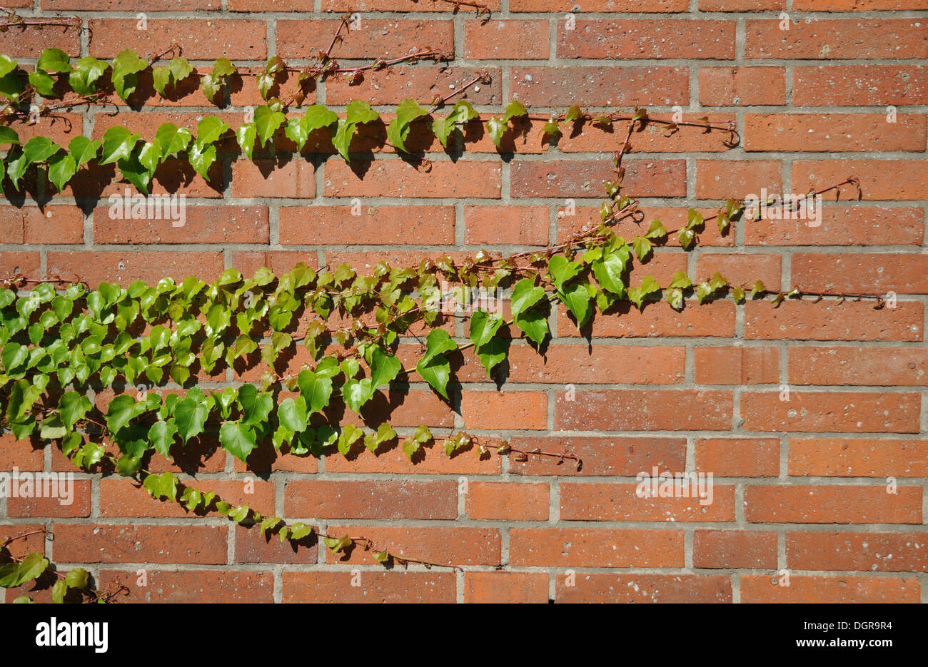 Creeper root hi-res stock photography and images - Alamy