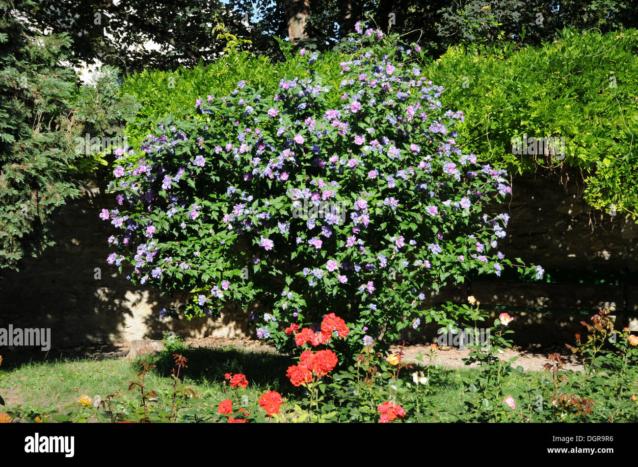 Shrub mallow hi-res stock photography and images - Alamy