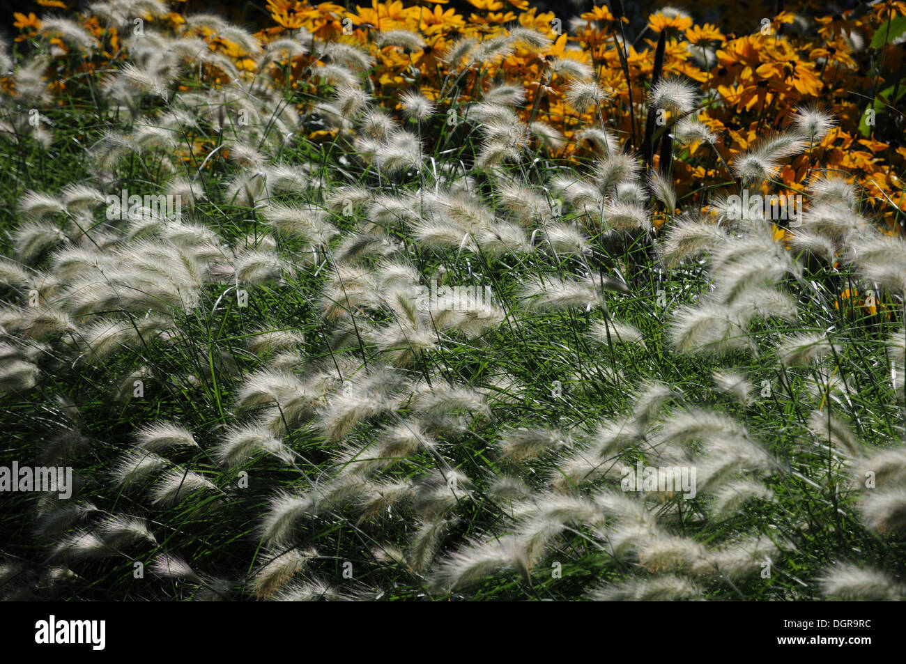 Feathertop fountain grass hi-res stock photography and images - Alamy
