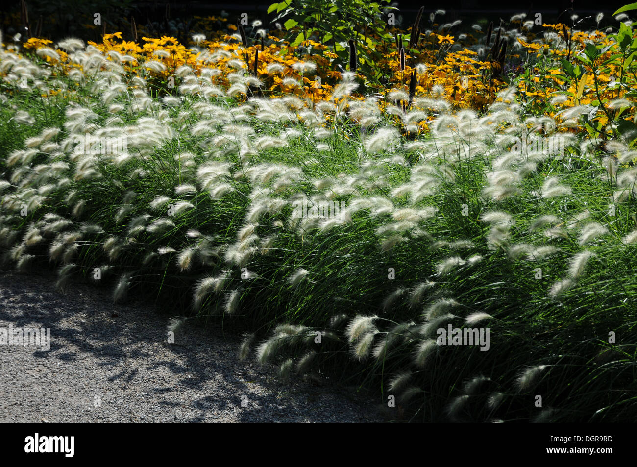Feathertop fountain grass hi-res stock photography and images - Alamy