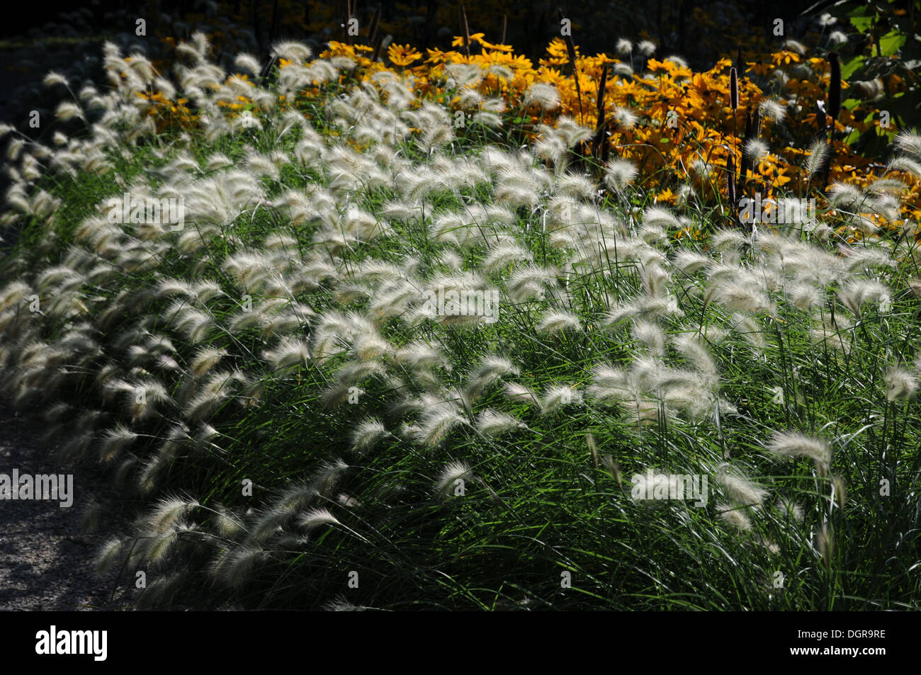 Feathertop fountain grass hi-res stock photography and images - Alamy
