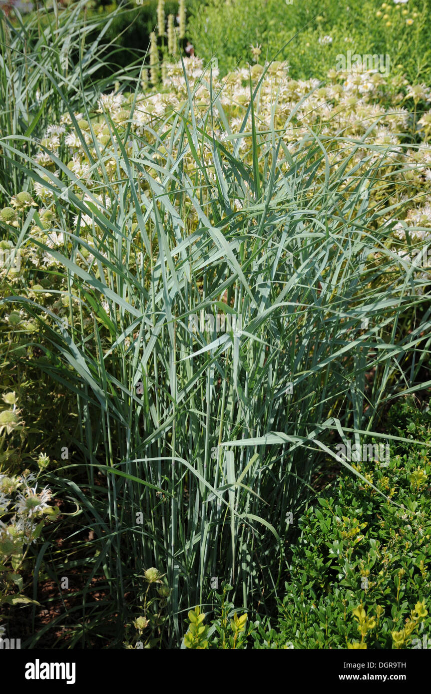 Switchgrass hi-res stock photography and images - Alamy