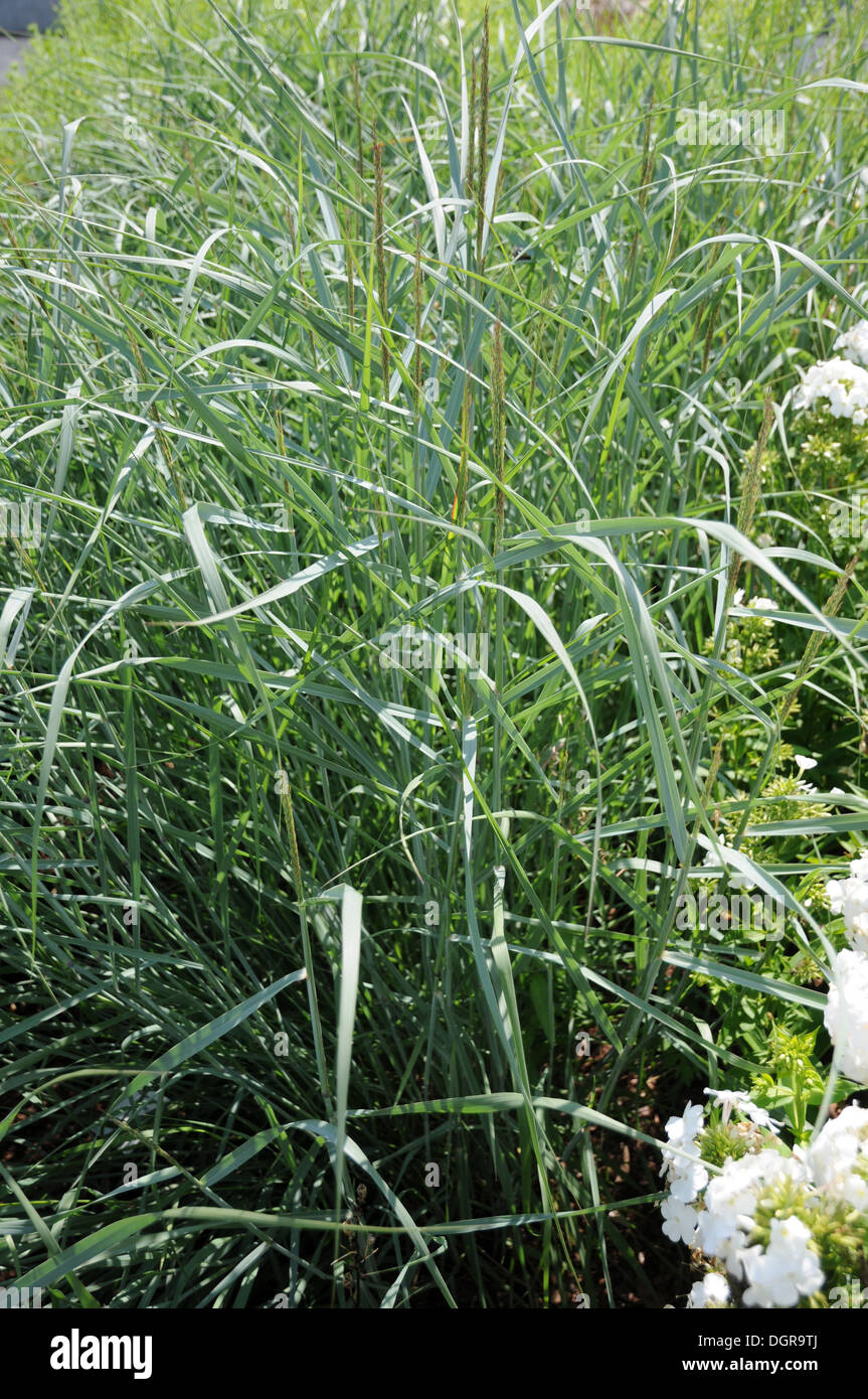 Switchgrass hi-res stock photography and images - Alamy