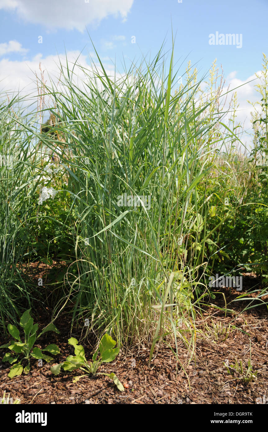 Switchgrass hi-res stock photography and images - Alamy
