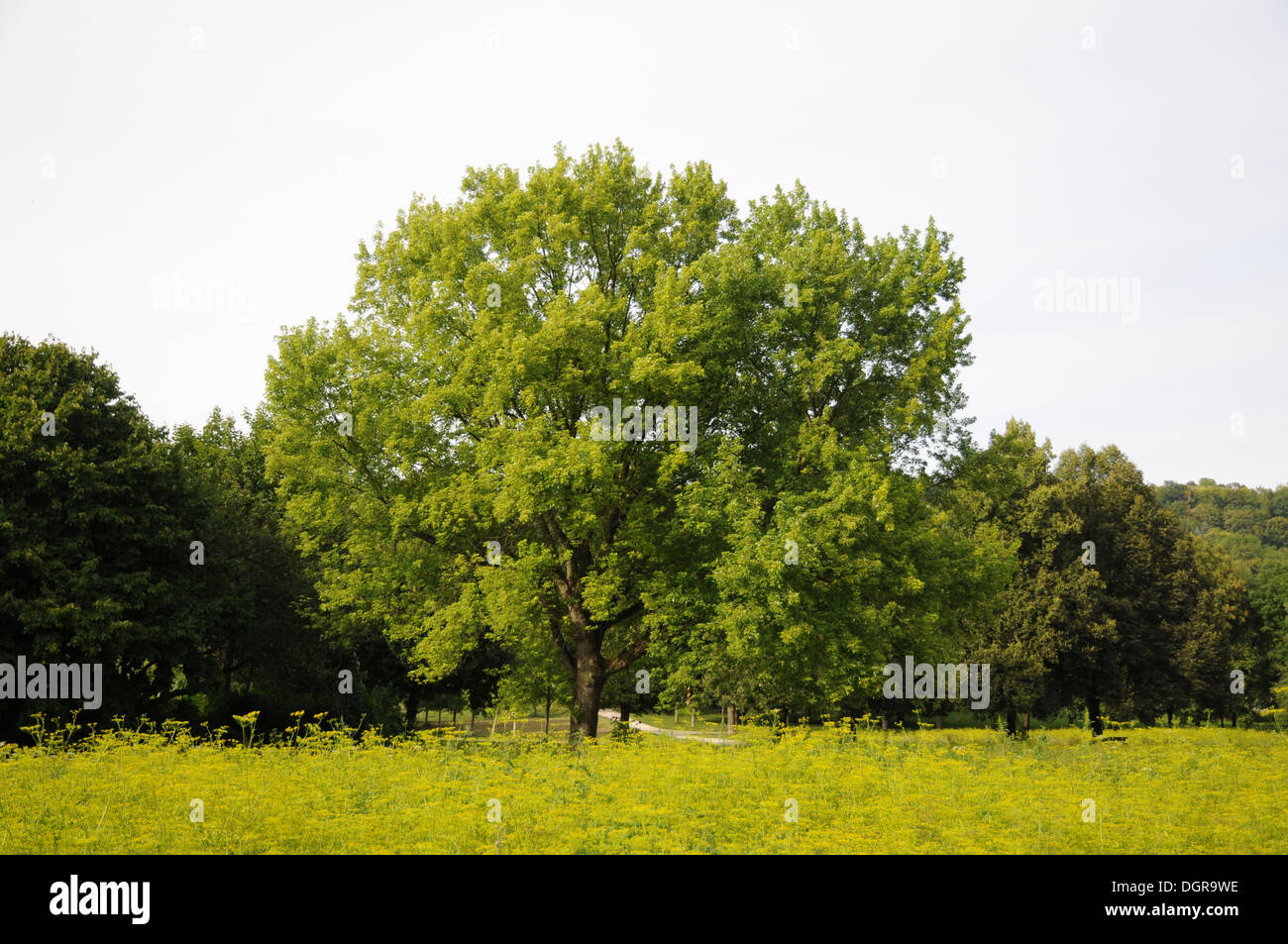Silver maple soft maple white hi-res stock photography and images - Alamy