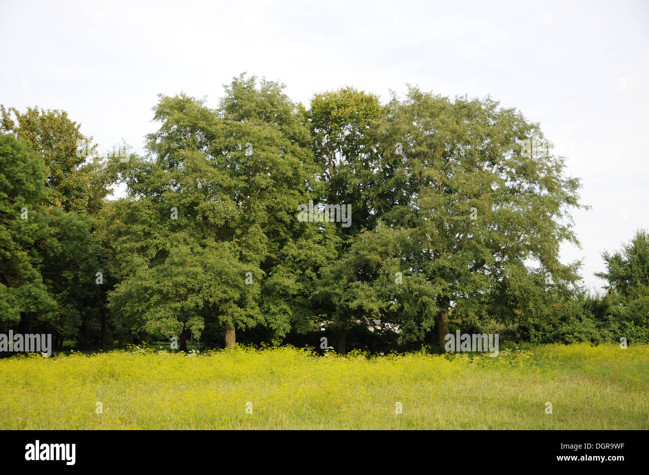 Alders garden hi-res stock photography and images - Alamy