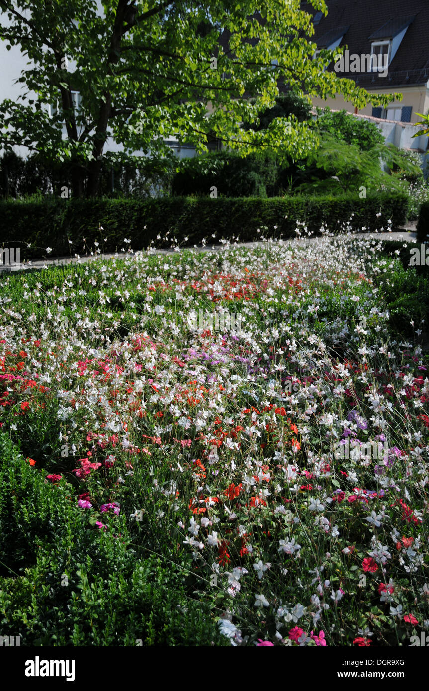 White gaura hi-res stock photography and images - Alamy